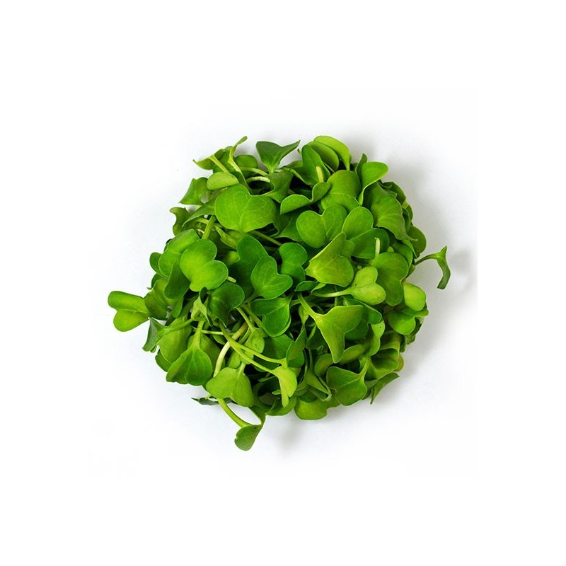 Organic Radish Micro Green Seeds