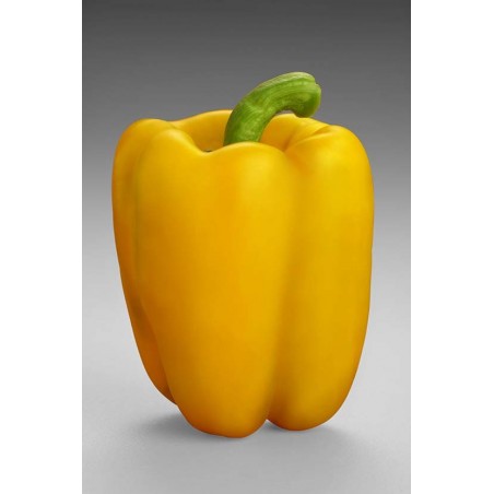 Capsicum - Yellow