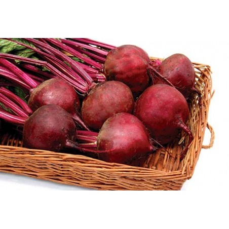 Beetroot - Ruby Red